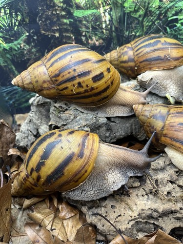 Achatina Achatina 4-5cm shell ‘model snail’ | eBay UK