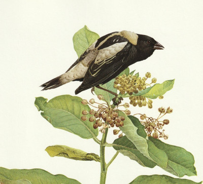 J F Lansdowne Bobolink. Vintage Art Print Book Plate 92 | eBay