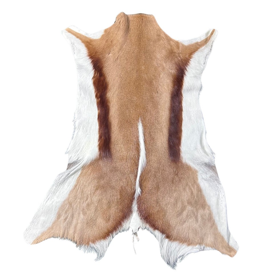 Springbok Skin - Natural Antelope Skin - antelope hide L (Approx Size ...