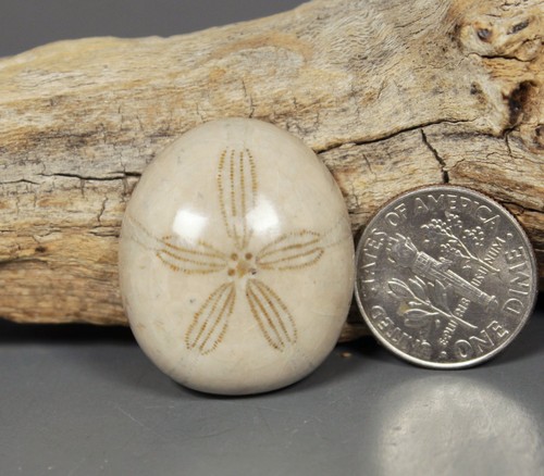 CHOICE Fossil Sand Dollar Cabochon Beach Theme Jewelry Oligopygus putnami | eBay