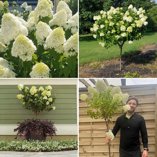 Hydrangea Plant Standard Tree Paniculata 'LimeLight' Garden Shrub in 3L ...