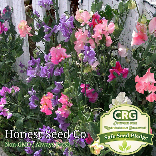 Dwarf Sweet Pea Bijou Mix Seeds | Non-GMO Annual Flower Seeds in BULK ...