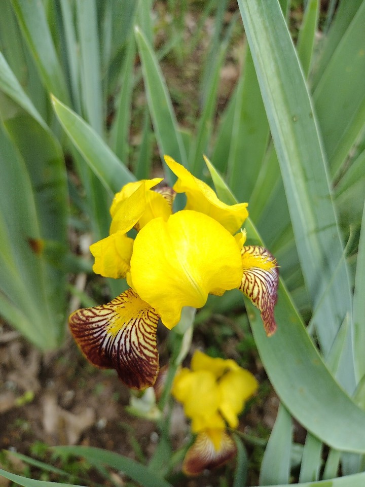 20x MIXED VARIETIES/COLORS BEARDED IRIS BULBS RHIZOMES | eBay