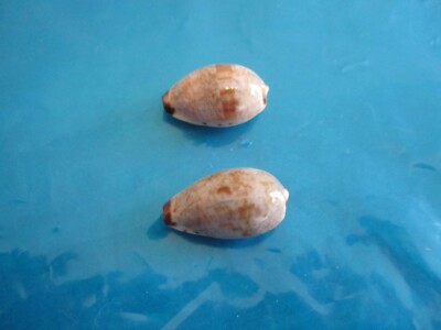 2x COWRY SHELLS Cypraea gracilis Olango Is. Cebu Philippines 19.7 & 21. ...