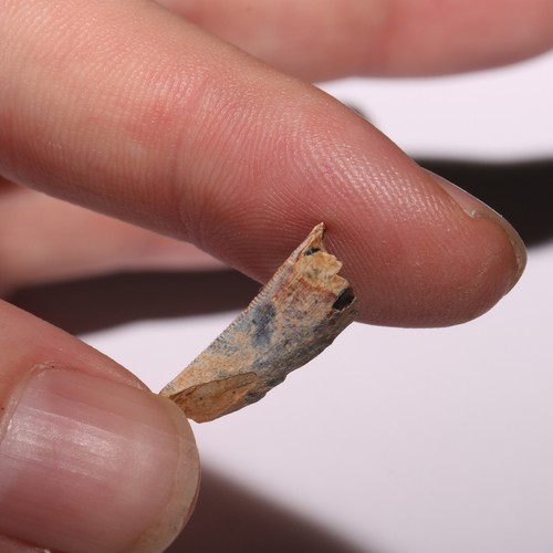Nice Serrated Chunk Tyrannosaurus Rex T.rex Tooth Shard - Hell Creek ...