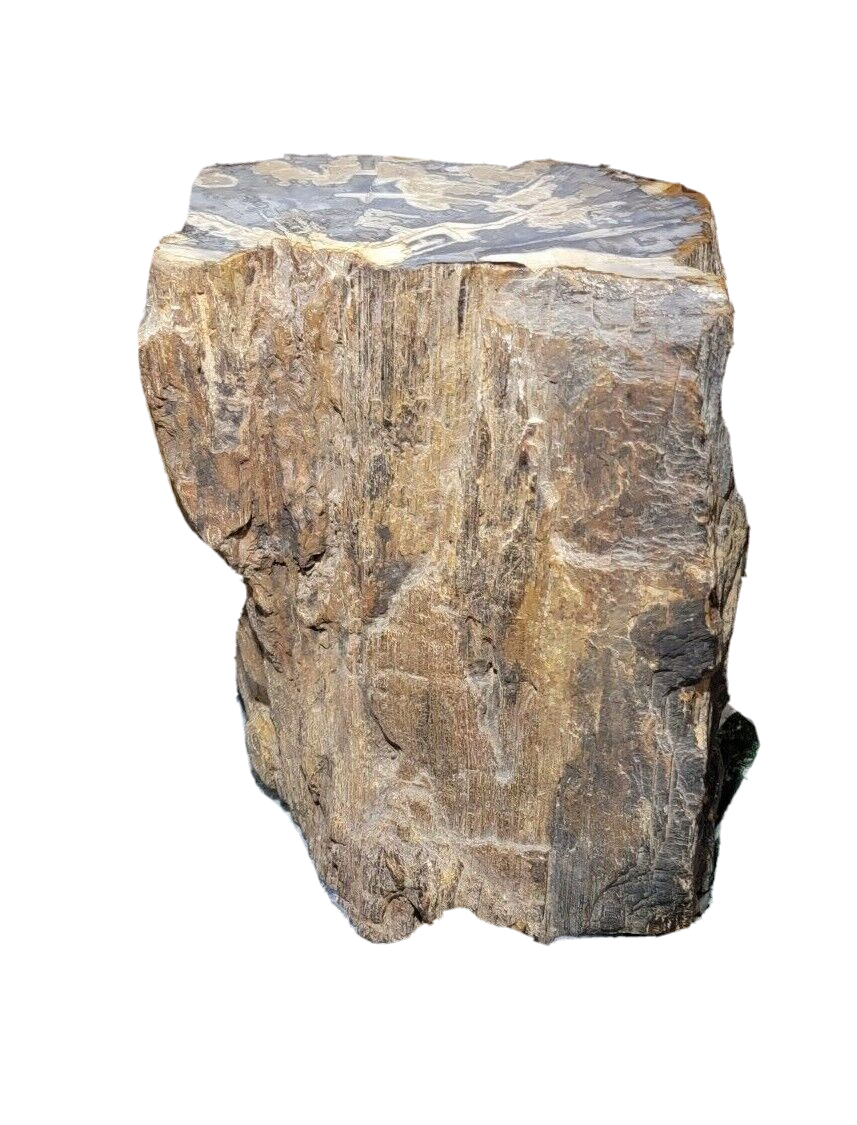 Rare Petrified Wood Trunk Bark 112 lbs Fossil | eBay