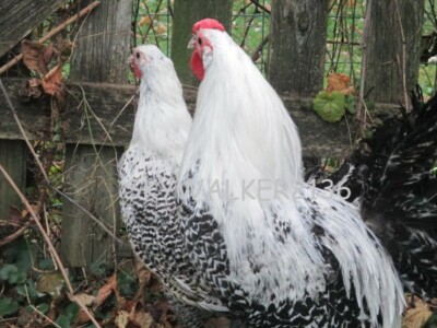 6+ SUPER RARE Silver Deathlayer Chicken fertile hatching eggs | eBay