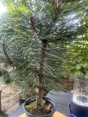 Austrian Pine Pre-Bonsai tree Pinus Nigra Compacta 24" | eBay