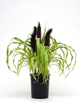 Millet Ornamental Jade Princess 100 seeds | eBay