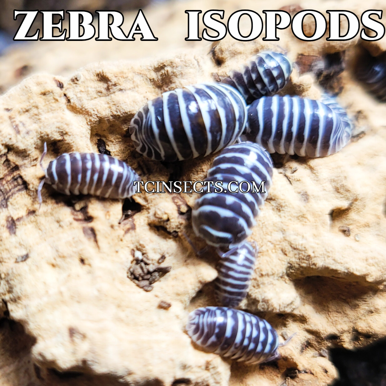 10+ Ct. Black Zebra Isopods for sale (Armadillidium Maculatum) | SALE ...
