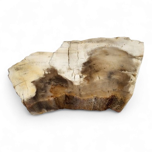 Petrified Wood Thick Slab Specimen 274.2 grams. Great Display Piece | eBay