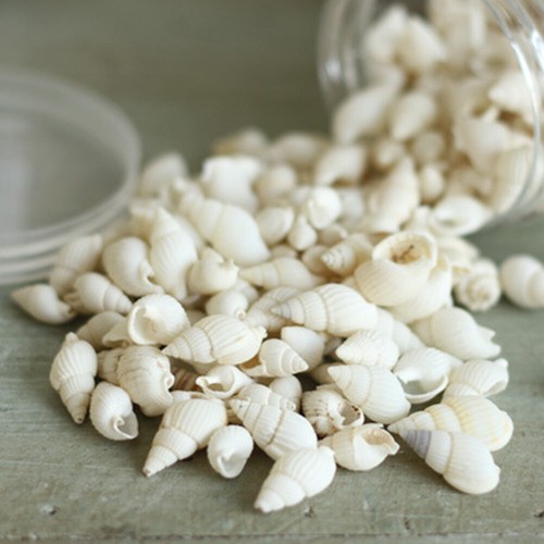 100 pcs Natural Sea Shell Beads Jewelery Craft Aquarium Ornament Home ...