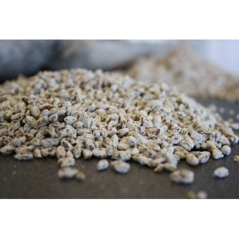 White truffle(Tuber Magnatum) mycelium spores on 100+ grains of wheat ...