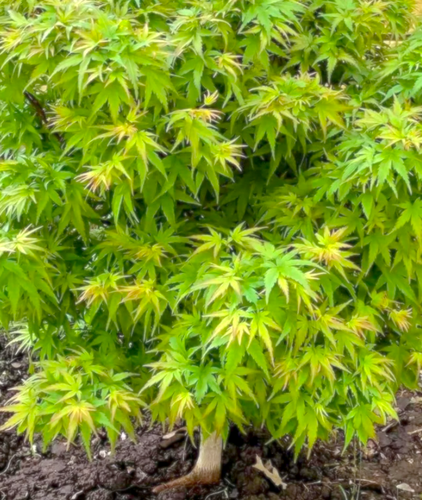Acer palmatum "Sharp's pygmy" rare Japanese maple dwarf tree full #1 ...