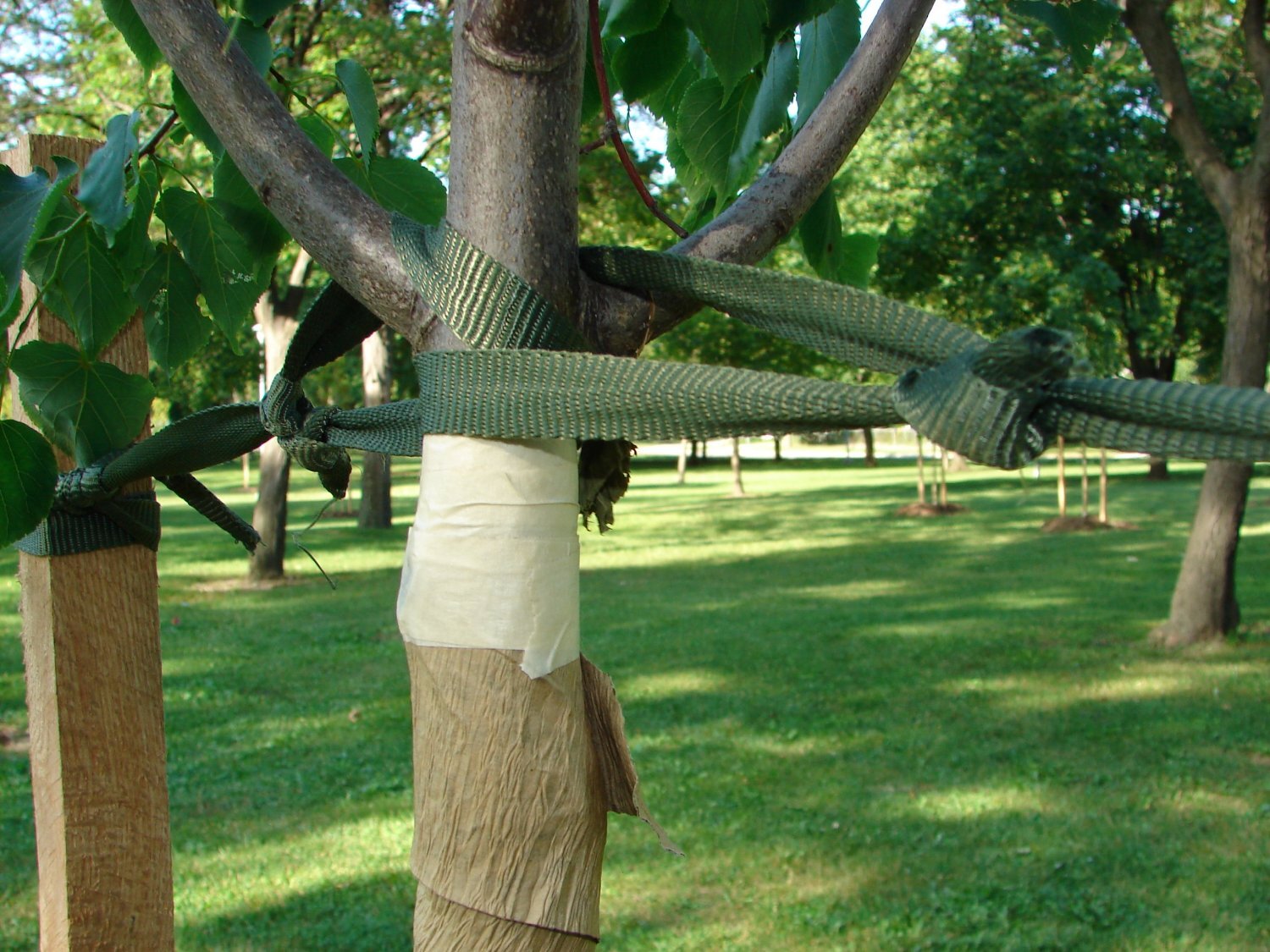 250' Tree Tie Strap Staking and Guying Material 2000 lbs. Strength | eBay