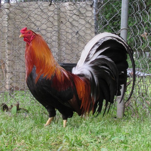 Oak Grove Hatch Hen (pullets) | eBay
