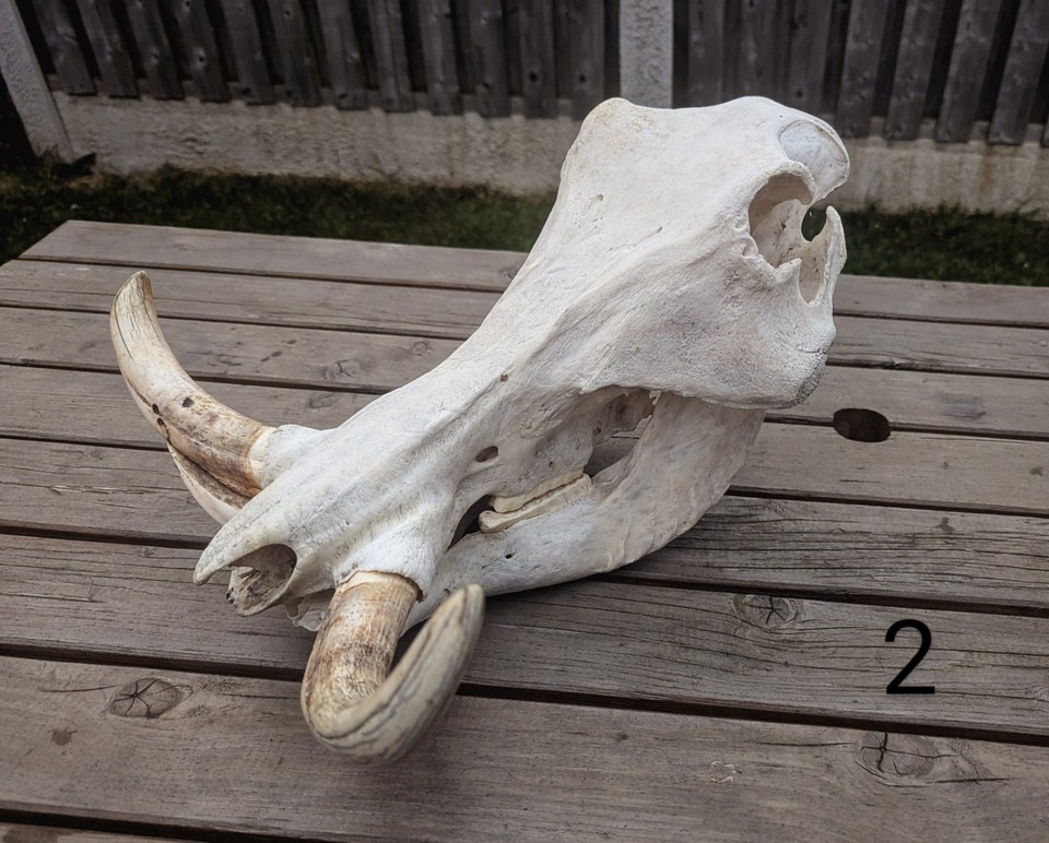 Skulls, Bones, Animal Skulls, Oddities, Curio, Home Decor, Taxidermy ...