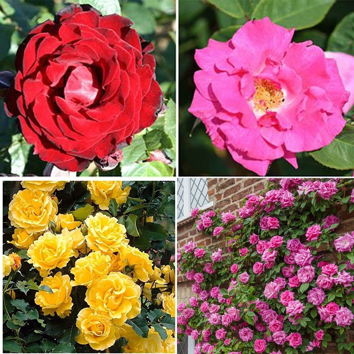 Repeat Flowering Climbing Roses - Home Alqu