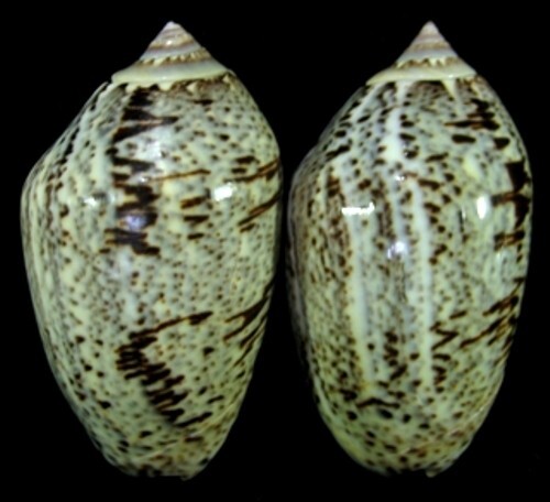 OLIVA INCRASSATA seashell PANAMA - 74-75mm ! SET OF 2 !!! | eBay