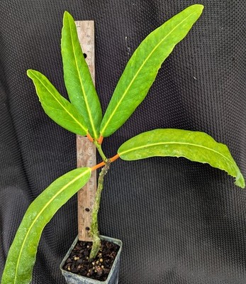 Brexia madagascariensis - Rare Tropical - Live Plant | eBay