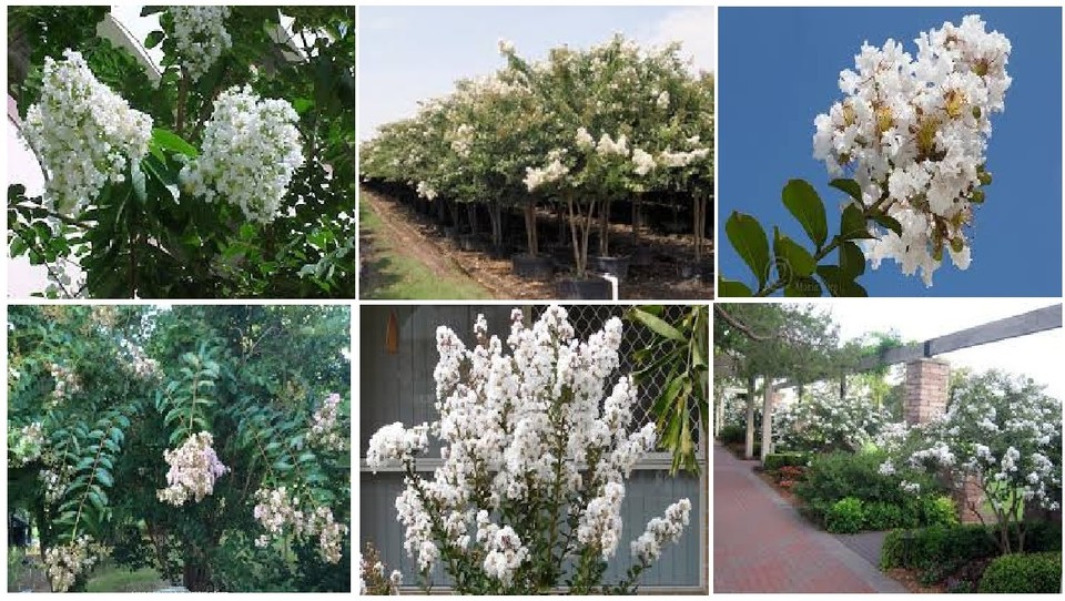 Bulk SEEDS * White Crepe Myrtle Bush/Shrub * Over 250 Seeds 4 U | eBay