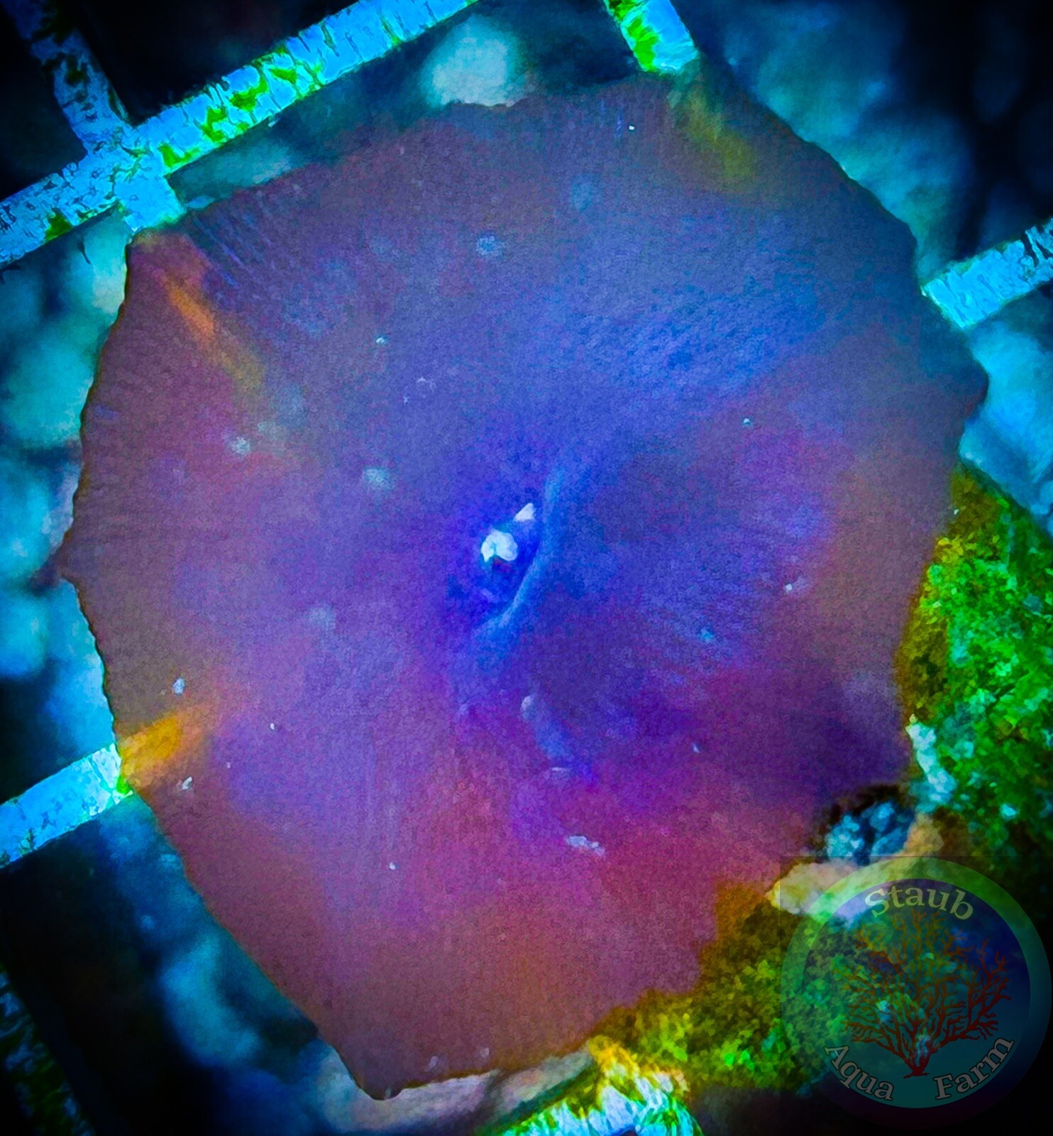 SAF~”WYSIWYG”Blue Discosoma Mushroom Coral, Shroom, Rhodactis, Ricordia ...