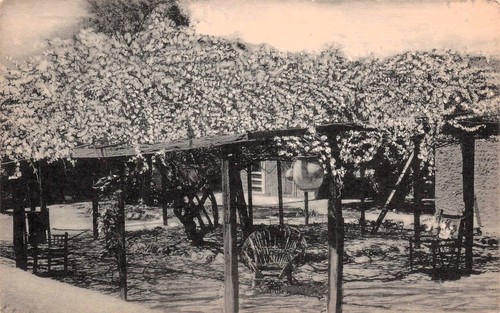Tombstone AZ Climbing Rose Tree Inn Bush White Lady Banks Vtg Postcard ...