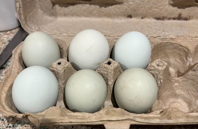 6+ Olive Egger Hatching Eggs (F2) and (F1) | eBay