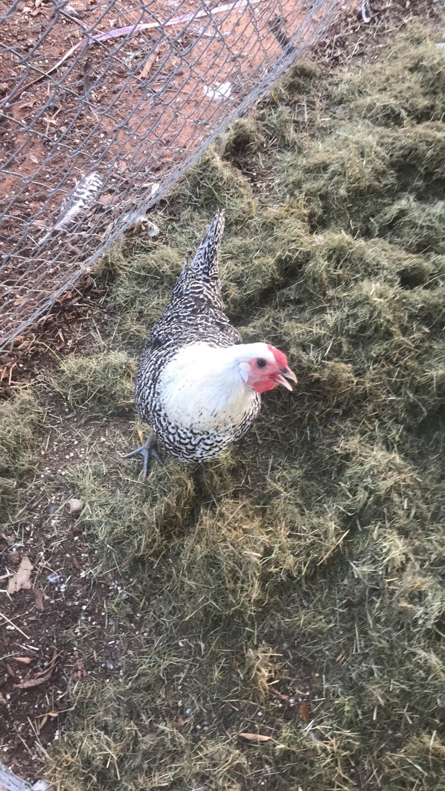 10+ Deathlayer Hatching Eggs (Gold ,silver, Lemon) Greenfire Farms | eBay