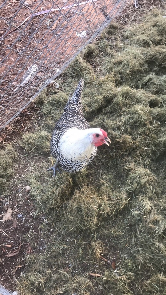 10+ Deathlayer Hatching Eggs (Gold ,silver, Lemon) Greenfire Farms | eBay