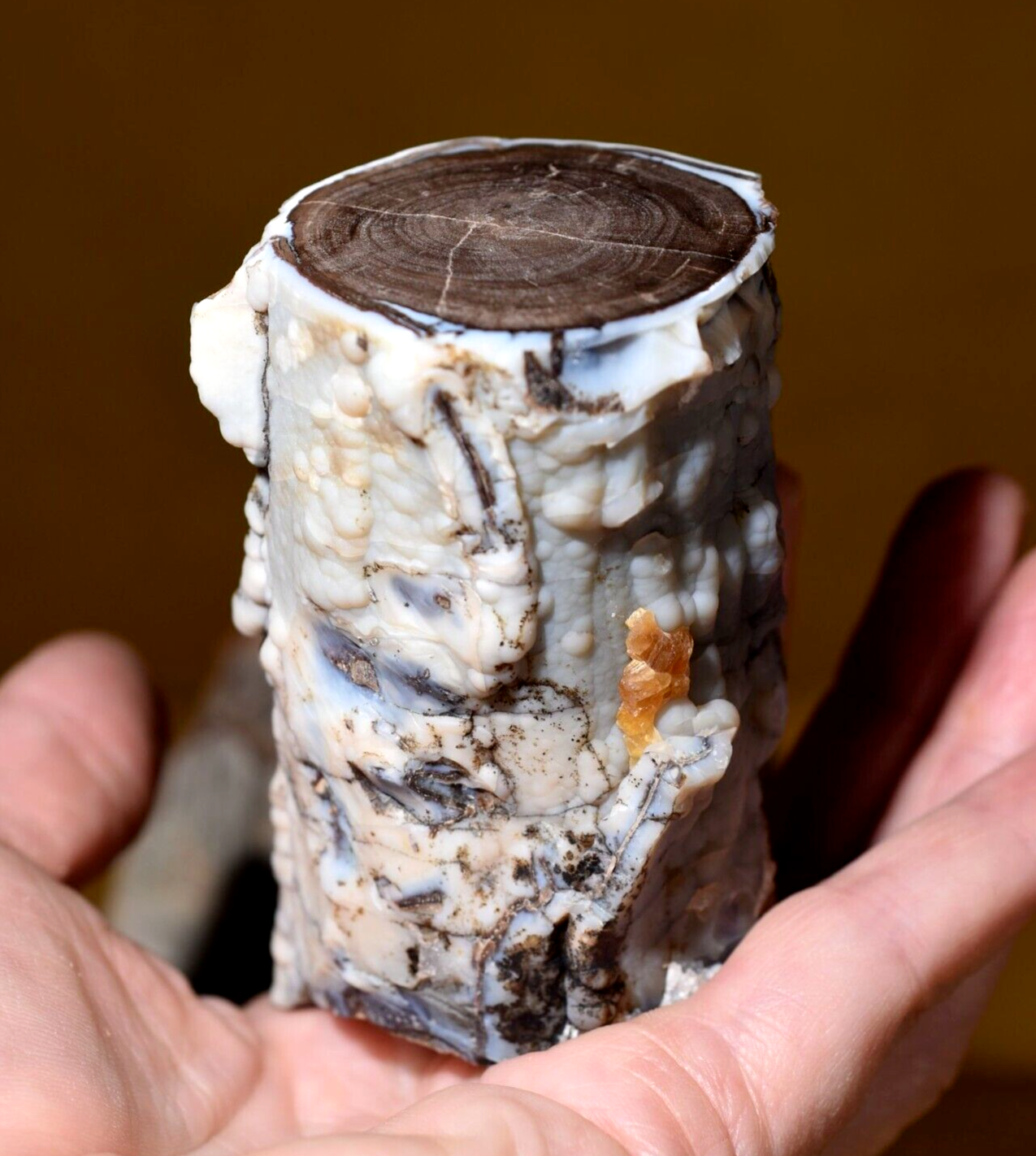 !WOW! Blue Forest Botryoidal Agatized Petrified Eocene Wood Tree Branch ...