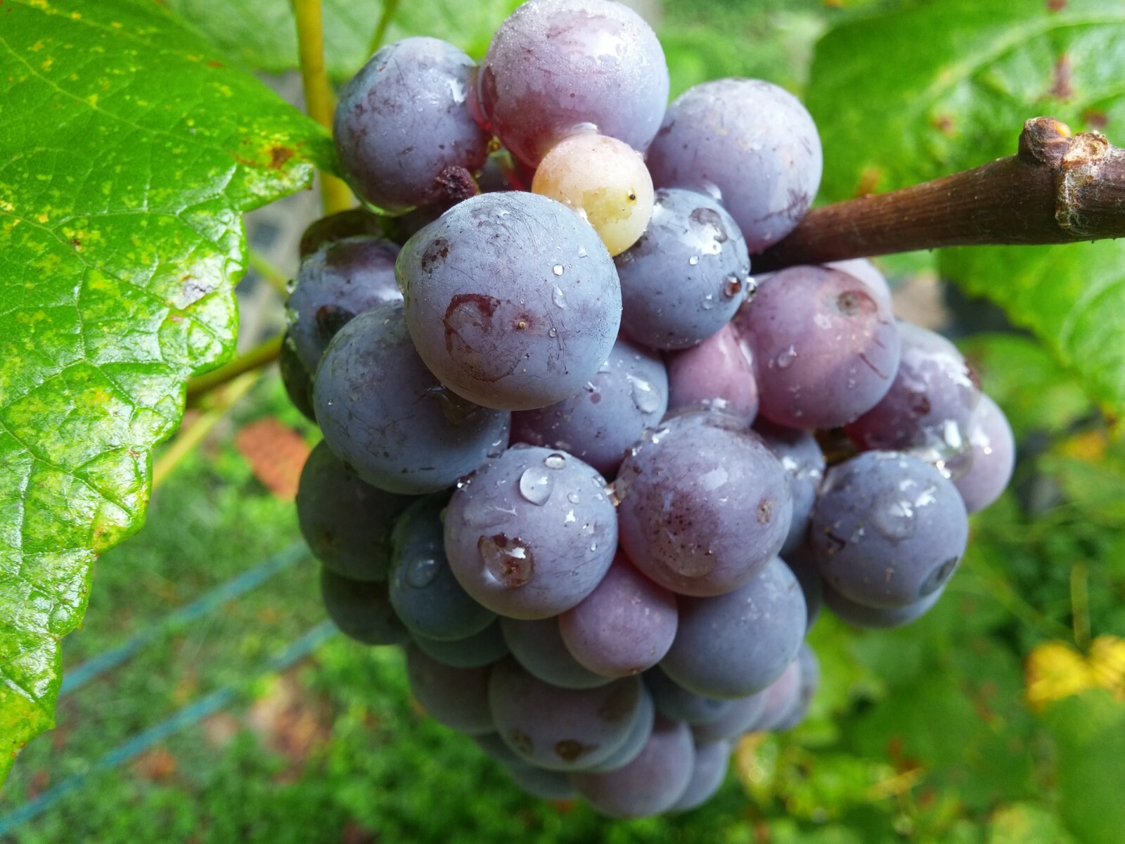 12 thin cuttings Concord grape (with seeds) - vigorous grower, 100% ...