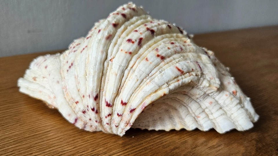 Natural Half Clam Shell Seashell Large | eBay UK