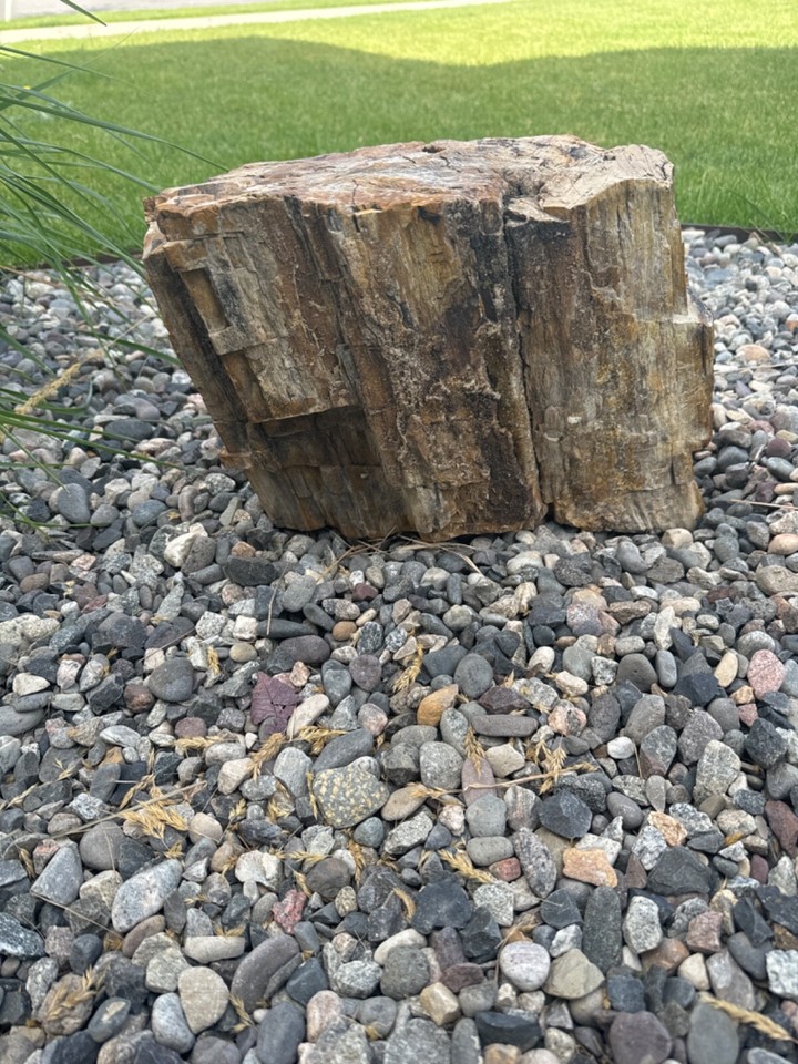 large petrified wood stump with crystallized sap that shines ...