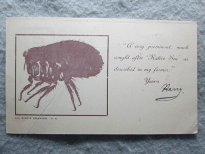 Antique Native Son Of The Area, Flea, Undivided Back Postcard 1907 | eBay