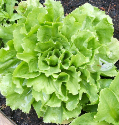 500+Broadleaf Batavian Endive Seeds(Cichorium endivia) Escarole ...