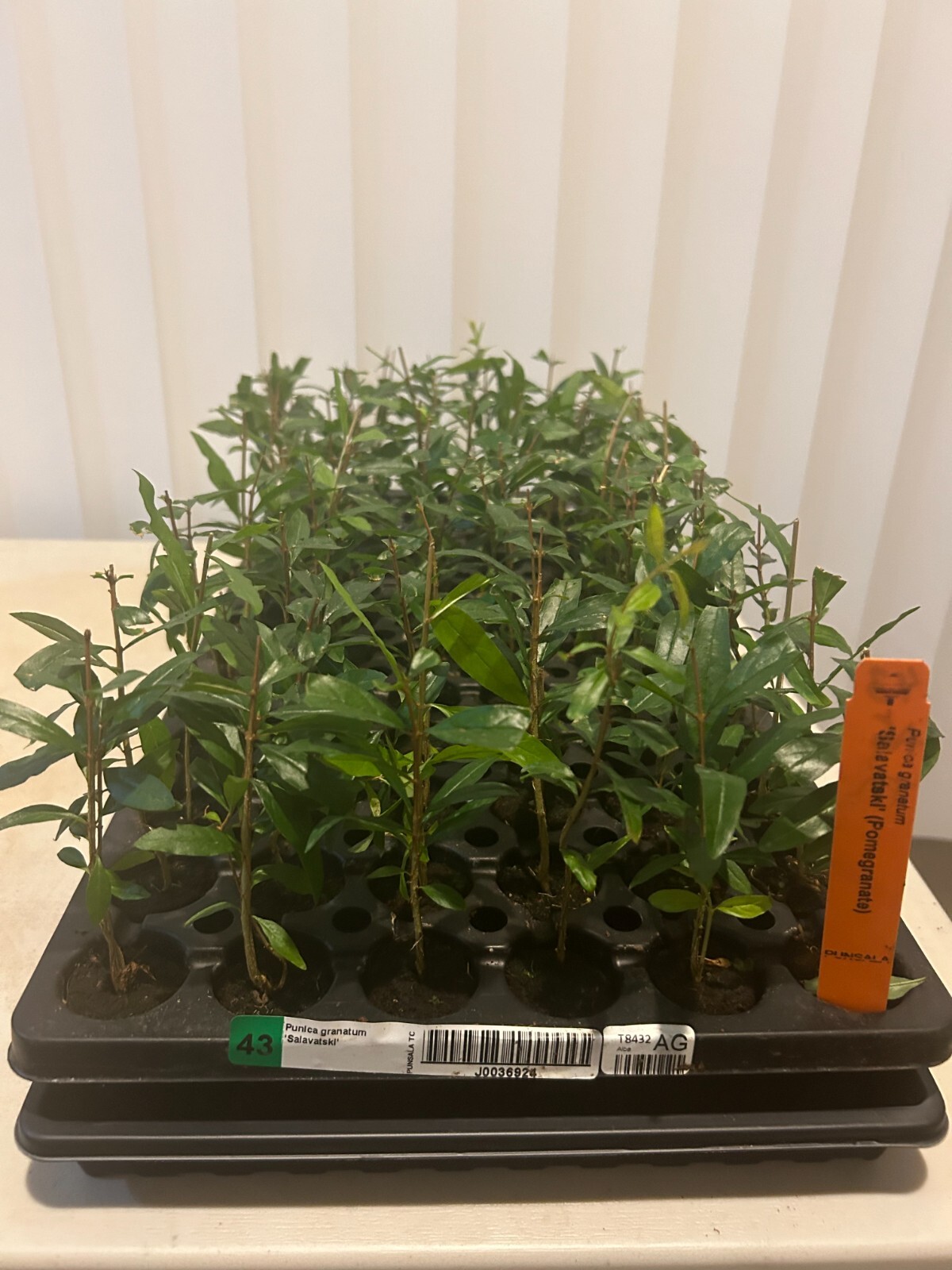 Salavatski Pomegranate (Punica granatum) 1 TC Plant Plug -3-6 in-Edible Fruit!!! | eBay