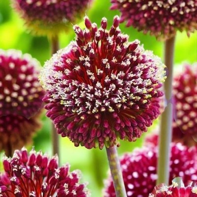 Allium Red Mohican Spring Bulbs - Burgundy Ornamental Alliums - Hardy ...