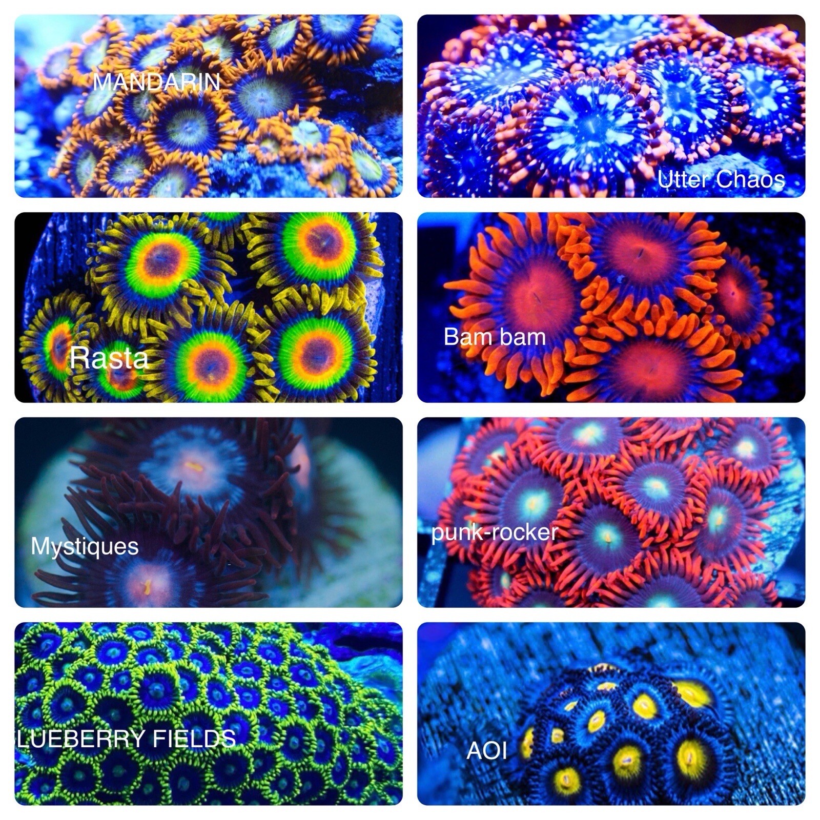 Coral Frag Pack 6, 8 Pack! Mixed Soft Coral - Free Shipping! | eBay