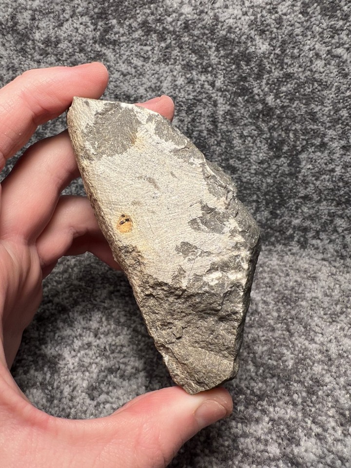 Moroccops sp. Trilobite Fossil – Stunning, Highly Detailed Specimen | eBay