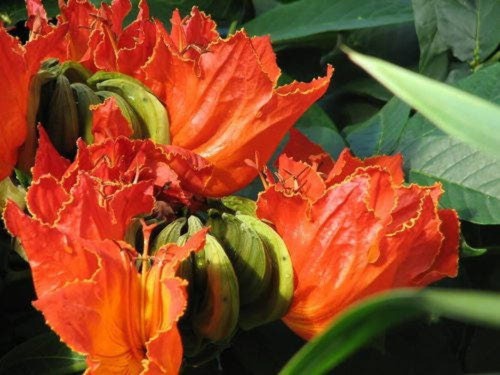 15 Red AFRICAN TULIP TREE (Fire Tree / Flame of the Forest / Fountain ...