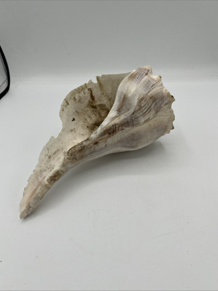 Vintage Lightning Whelk? Conch Shell Nautical Sea Shell Decor 9”x5” | eBay