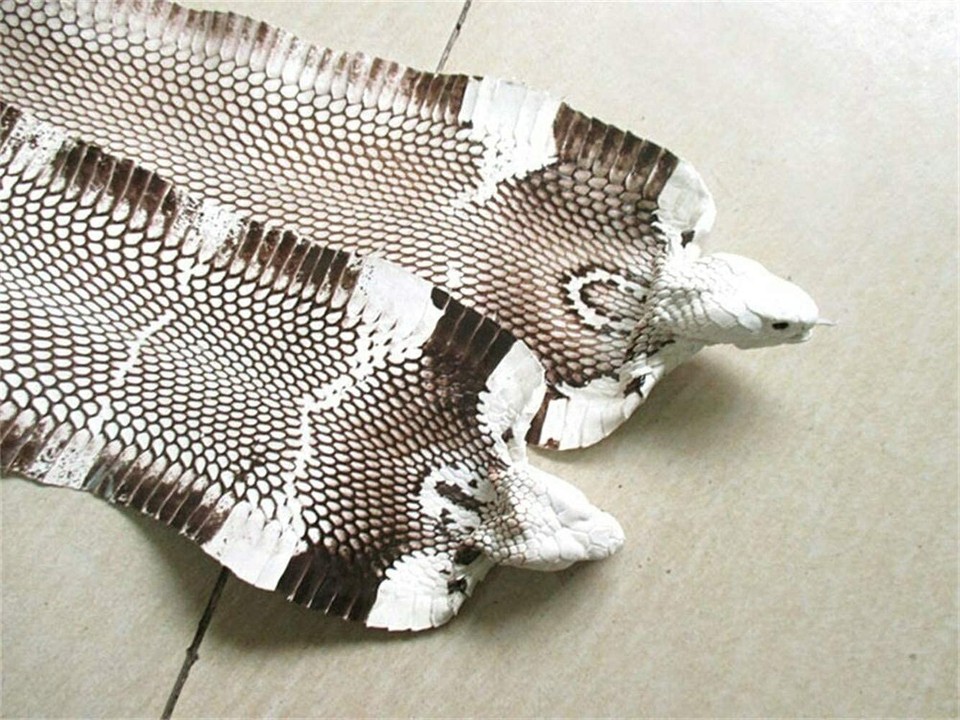 Cobra Snake Skin Snake Leather Hide Splitting Snakeskin with Head Cobra ...