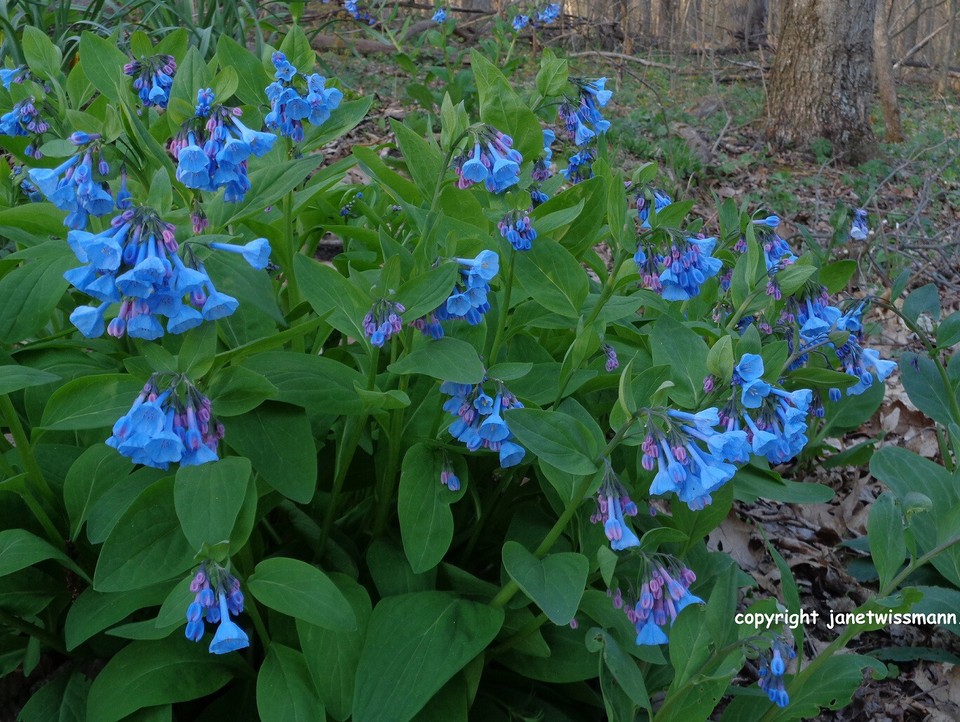 30 ROOTS VIRGINIA BLUEBELLS Mertensia virginica Native Bulb Plant ...