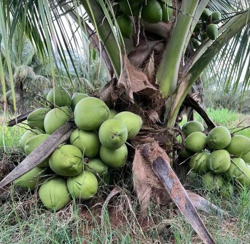 2 Dwarf coconut Puerto Rican Organic Coconut seed sprouted seeds | eBay