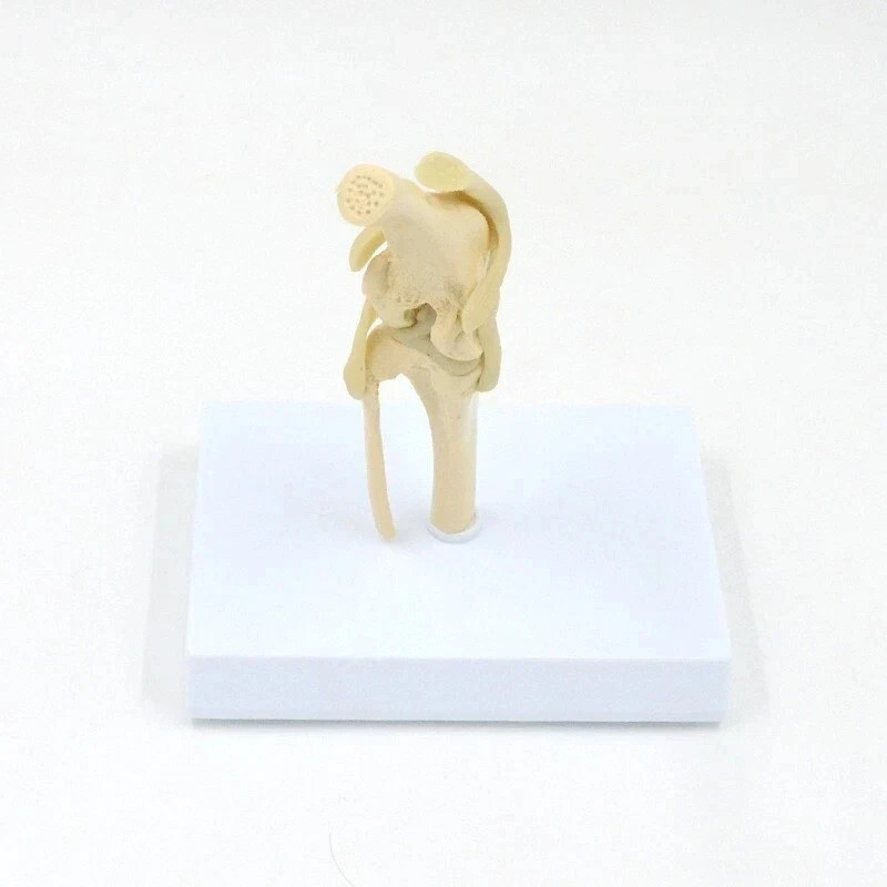 Dog Knee Canine Joint Model Medical Veterinary Research Animal Skeleton ...