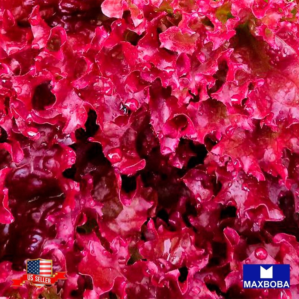Fresh!!Lettuce Seeds - Leaf - Ruby Red Non-GMO Heirloom Garden ...