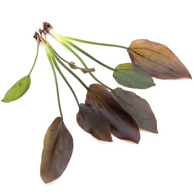 2x Echinodorus Chocolate Marble Live Aquarium Plants Tropical ...