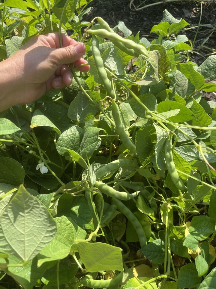 50+ Pink Half Runner Bean, Peanut Bean, Habichuelas Rosadas, Heirloom ...