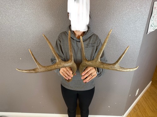 Two 5pt Whitetail Deer Antlers Sheds WILD IDAHO Horns Rustic Decor ...